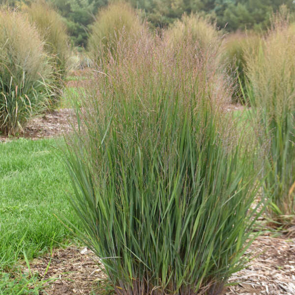 Half Pint Panicum (Switchgrass) – Southern Idaho Landscape Center