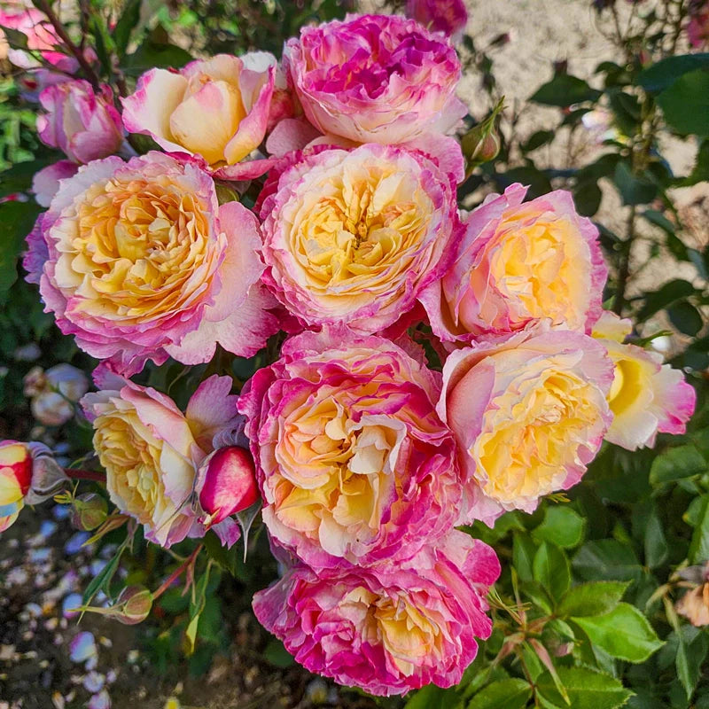 Uptown Girl Rose