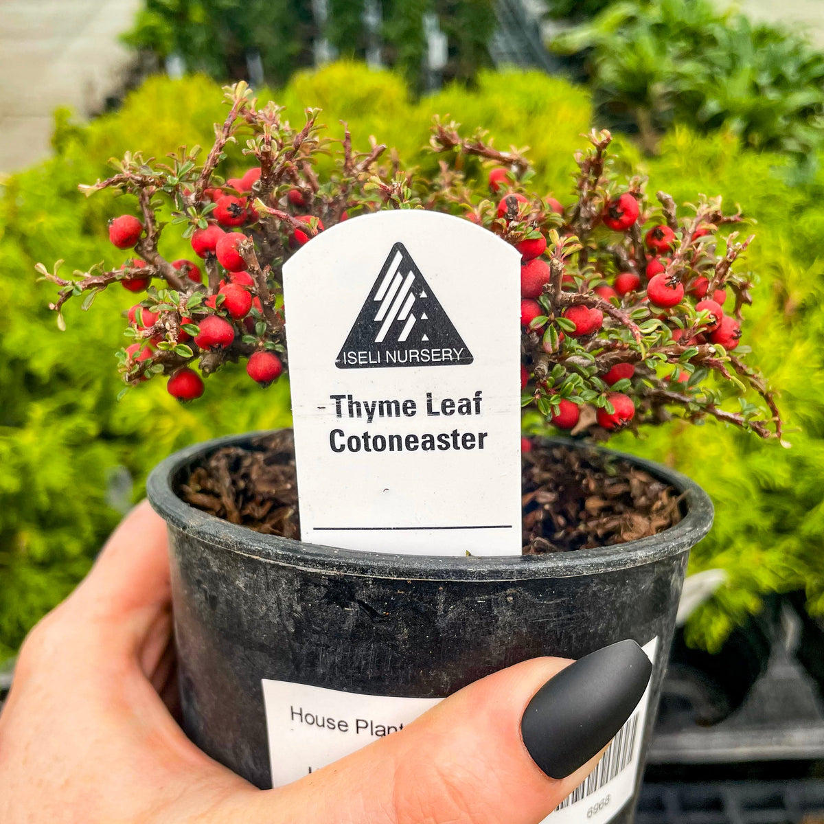 Thyme Leaf Cotoneaster - Live Bonsai Starter, 4” Grower’s Pot – Southern Idaho Landscape Center
