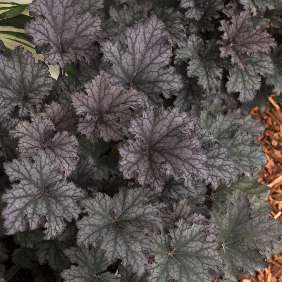 Frosted Violet Coral Bells