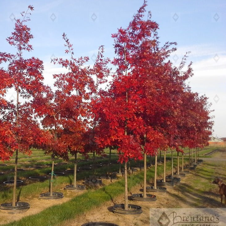 Scarlet Oak Tree – Southern Idaho Landscape Center