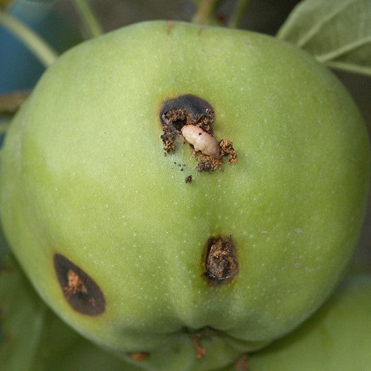 Codling Moth – Southern Idaho Landscape Center