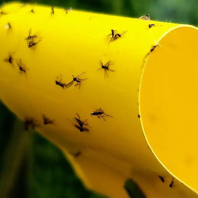 Fungus Gnats – Southern Idaho Landscape Center
