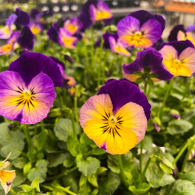 Echeveria runyonii 'Topsy Turvy' – Southern Idaho Landscape Center