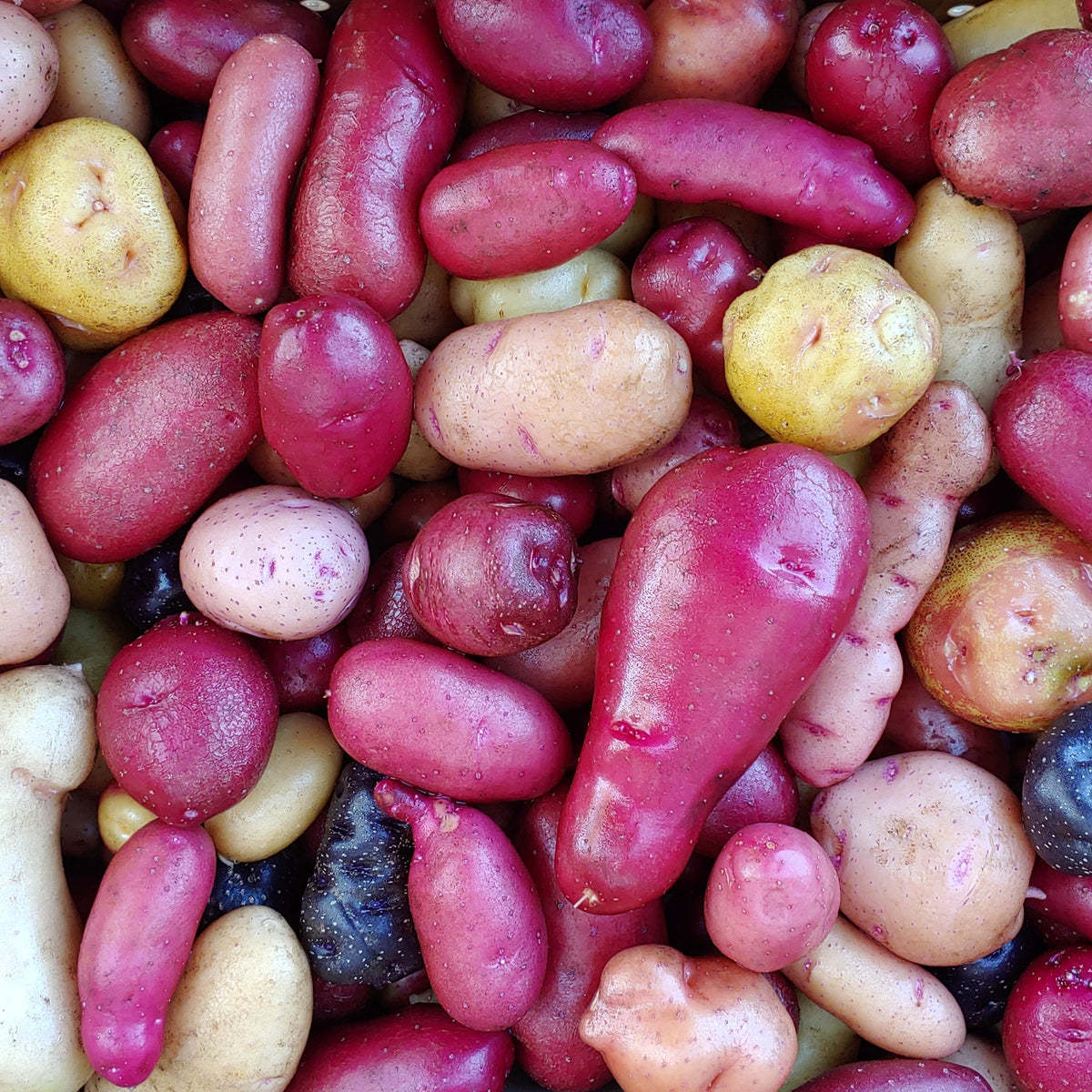 Seed Potatoes – Southern Idaho Landscape Center