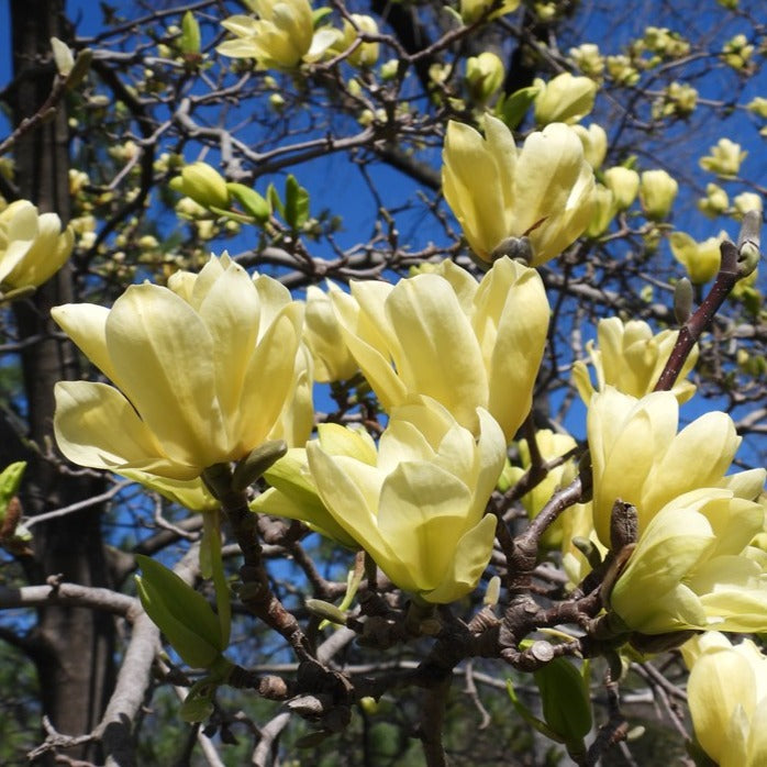 Butterflies Magnolia Tree – Southern Idaho Landscape Center