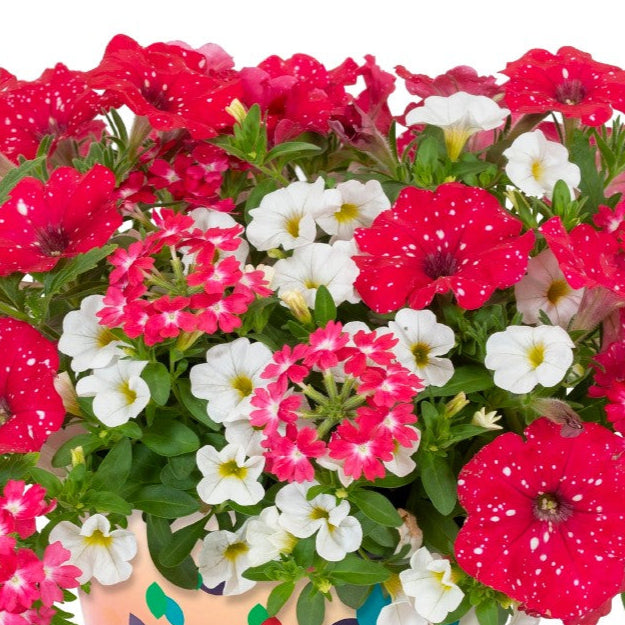 10" Confetti Sparkle Red Hanging Basket – Southern Idaho Landscape Center