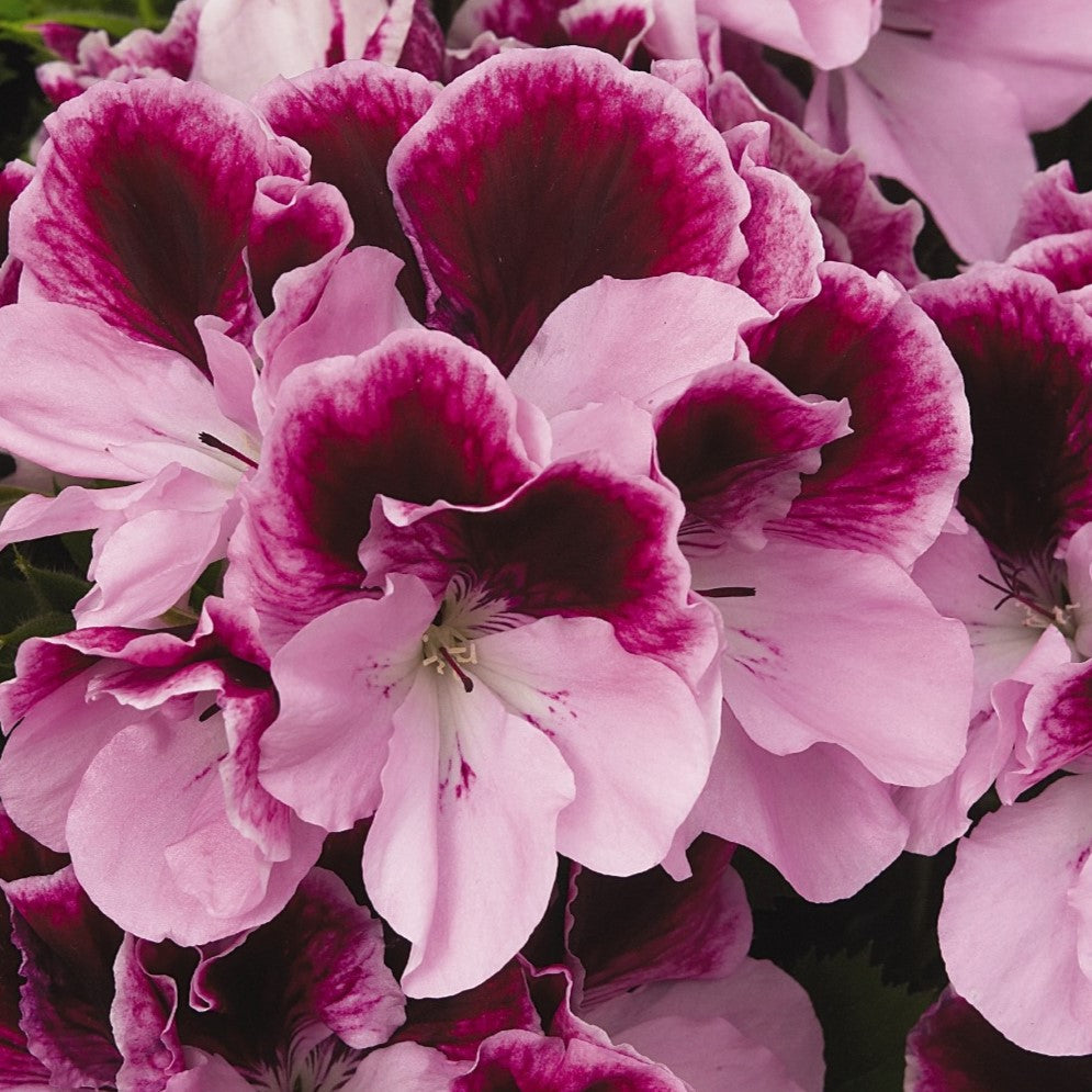 Elegance Purple Majesty Martha Washington Geranium – Southern Idaho ...