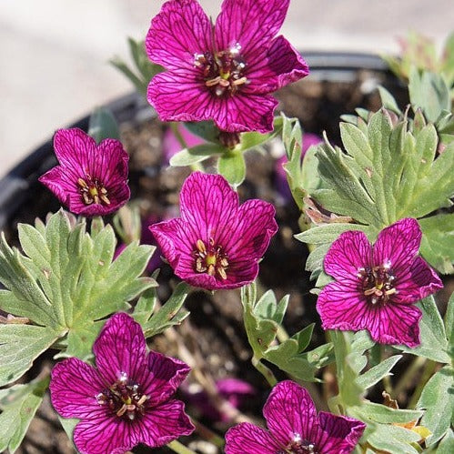 Purple Pillow Geranium (Cranesbill) – Southern Idaho Landscape Center