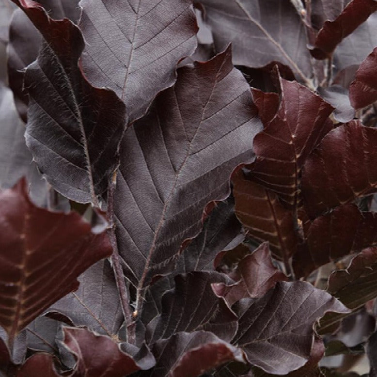 Red Oblisk European Beech – Southern Idaho Landscape Center
