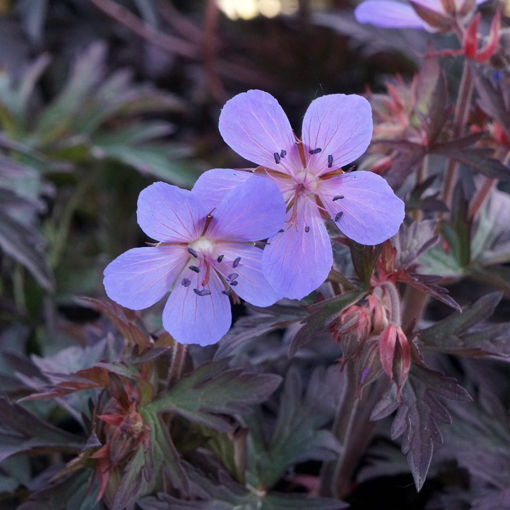 Dark Reiter Geranium – Southern Idaho Landscape Center