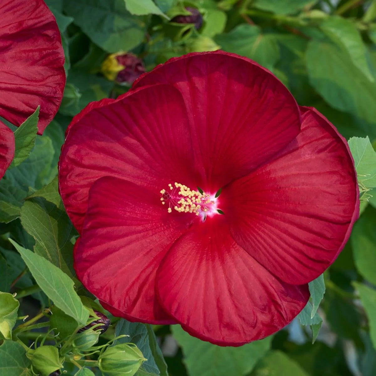 Honeymoon Deep Red Hibiscus (Rose Mallow) – Southern Idaho Landscape Center