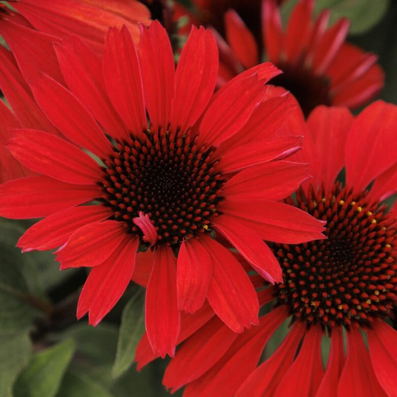 Panama Red Echinacea (Coneflower) – Southern Idaho Landscape Center