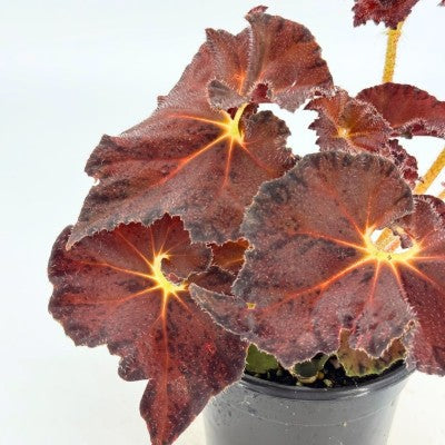Begonia 'Peter Piper' – Southern Idaho Landscape Center