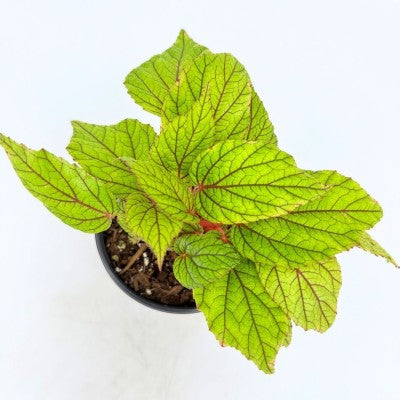 Begonia abdullahpieei - Piee's Begonia – Southern Idaho Landscape Center