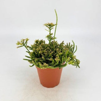 Rhipsalis teres f. prismatica - Mistletoe Cactus – Southern Idaho ...