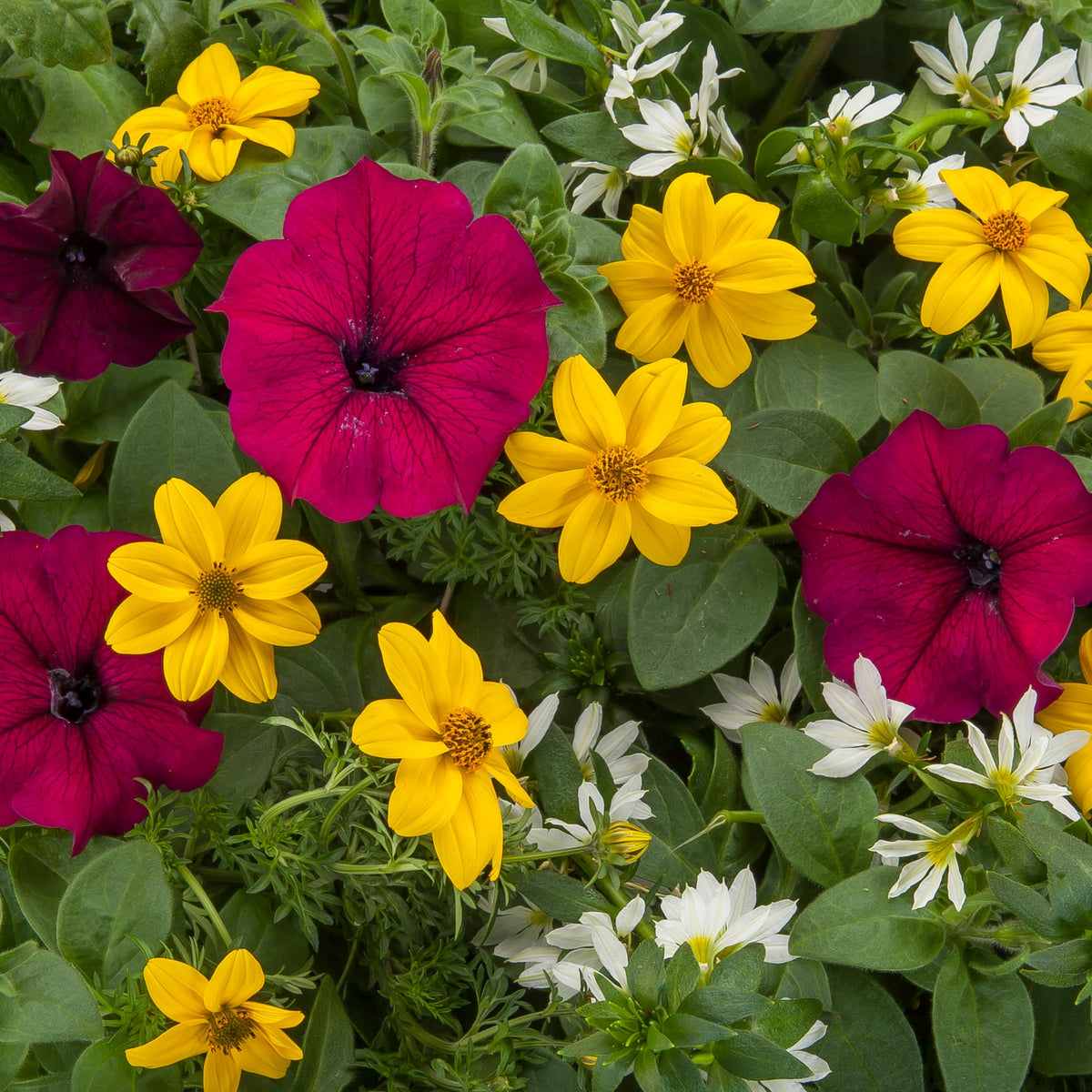 10" Kwik Royal Gold Hanging Basket – Southern Idaho Landscape Center