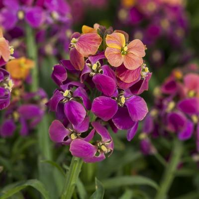 Erysistible Tricolor Erysimum (Wallflower) – Southern Idaho Landscape ...