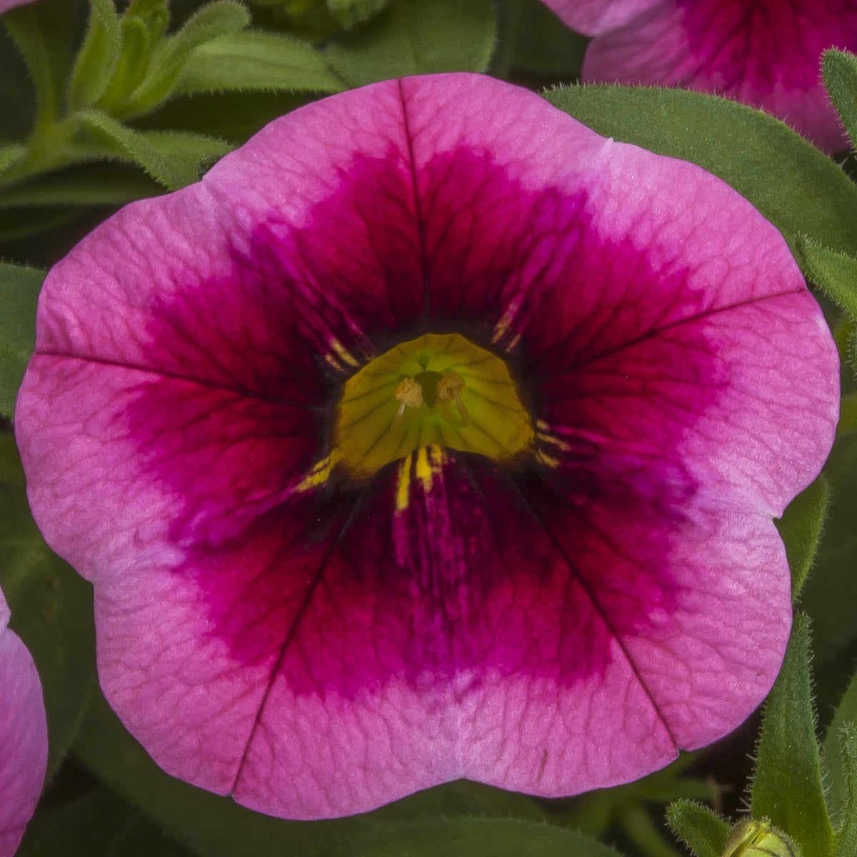 Cabrio Eclipse Strawberry Calibrachoa (Million Bells) – Southern Idaho ...
