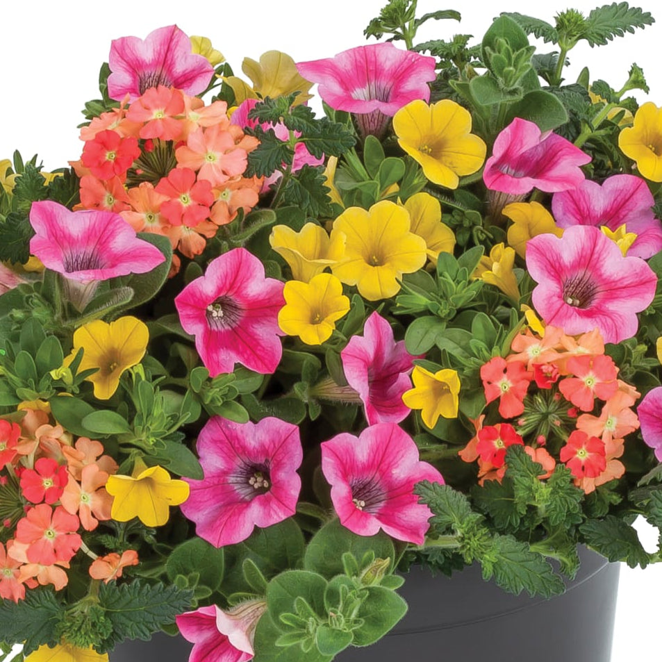 10" Kwik Beach Bound Hanging Basket – Southern Idaho Landscape Center