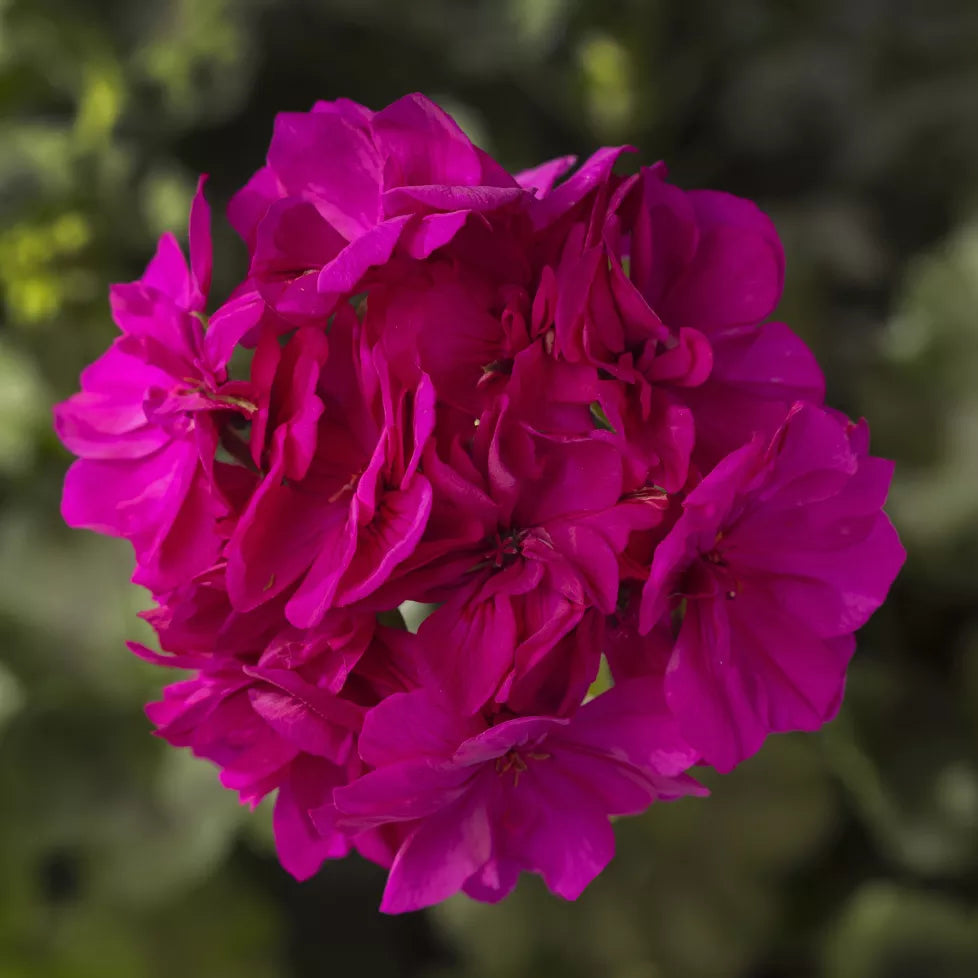 Calliope Cascade Violet Geranium – Southern Idaho Landscape Center