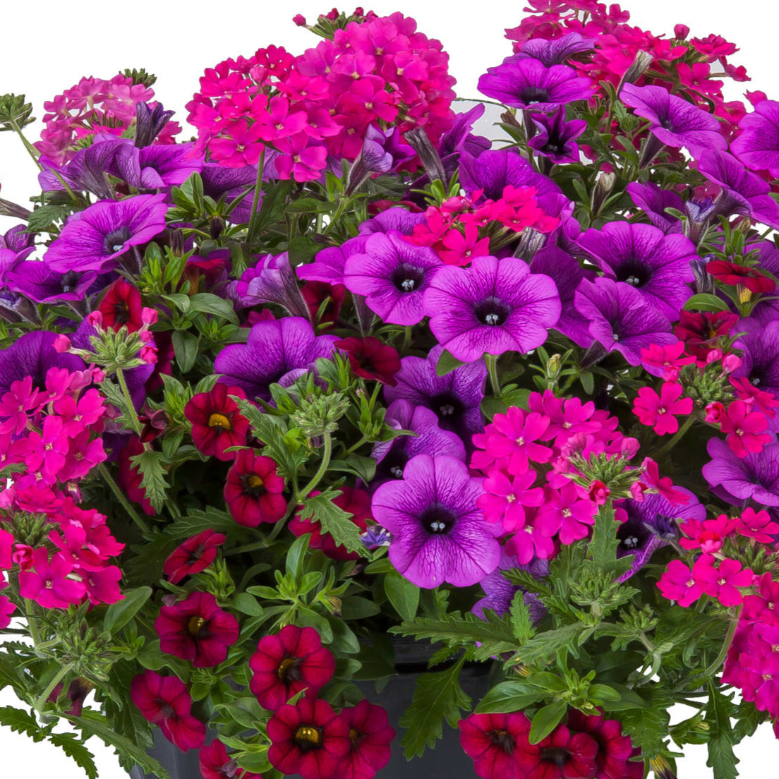 10" Kwik Mermaid Tails Hanging Basket – Southern Idaho Landscape Center