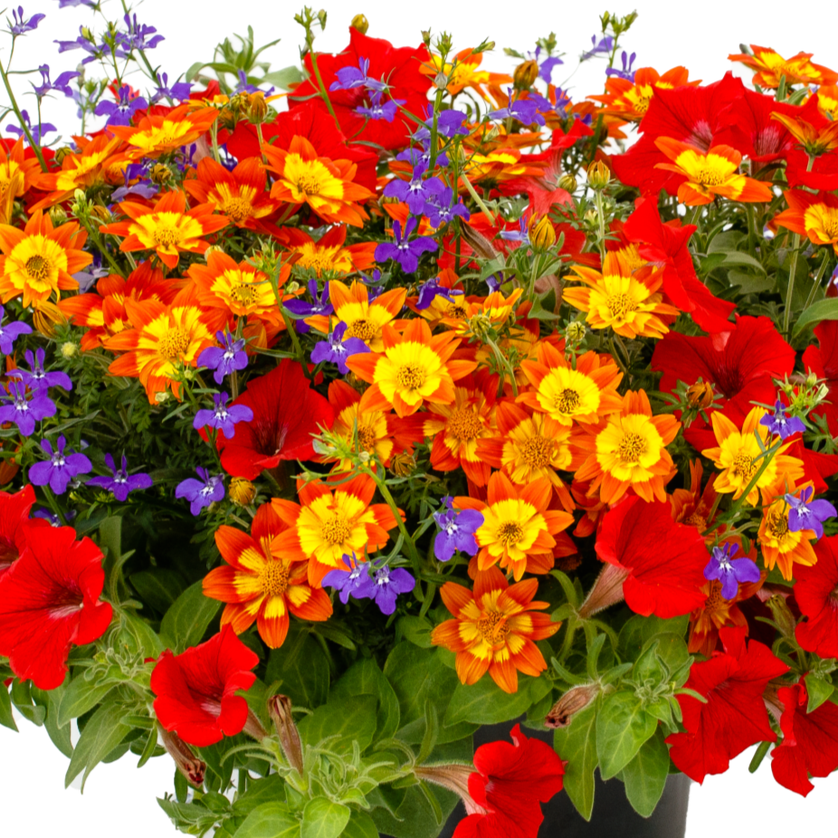 10" Kwik Disco Inferno Hanging Basket – Southern Idaho Landscape Center