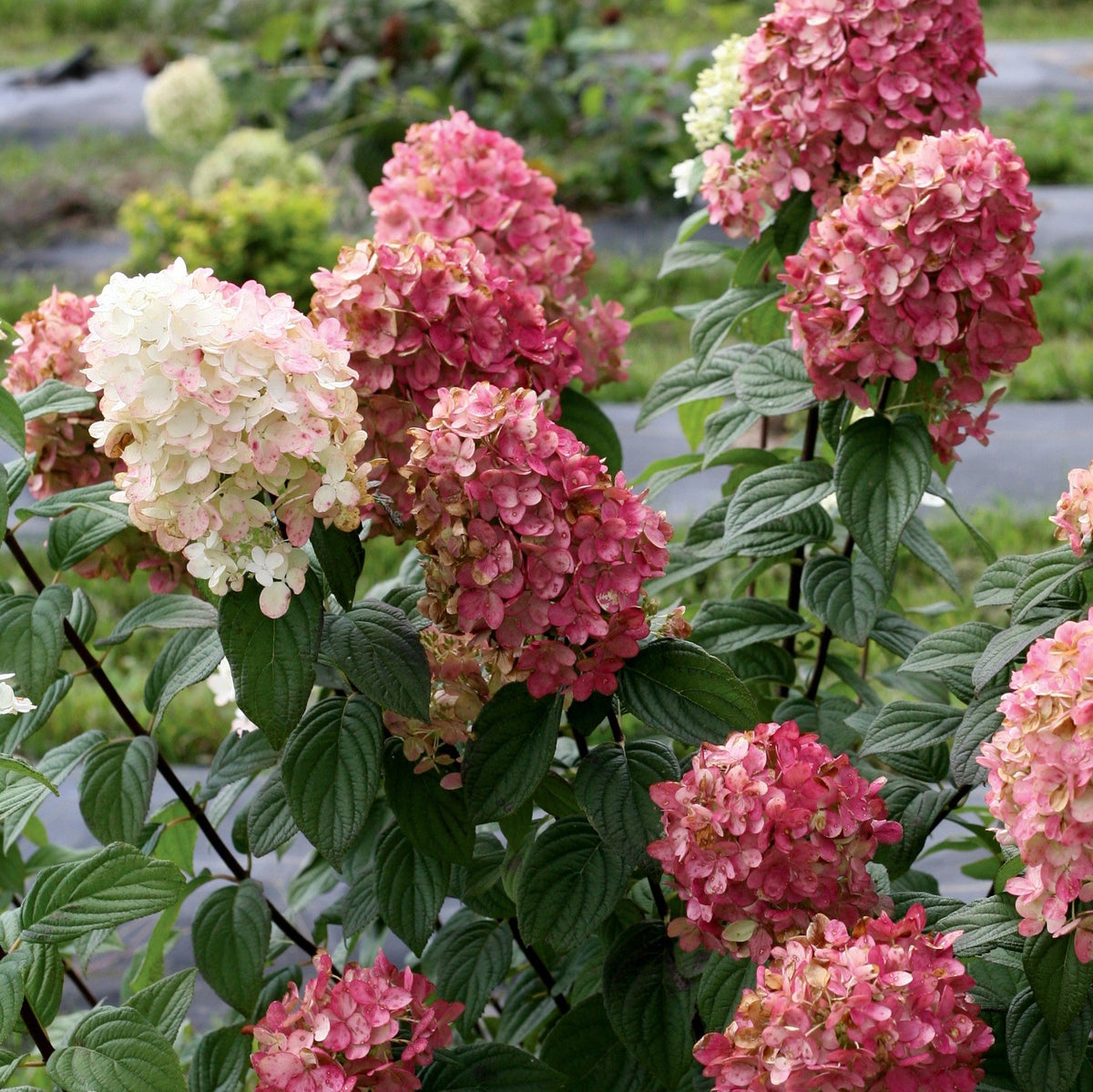 Fire Light Panicle Hydrangea Tree Form – Southern Idaho Landscape Center