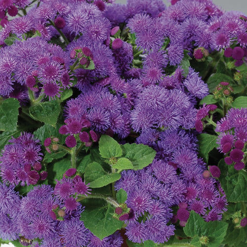 Artist Blue Ageratum (Floss Flower) – Southern Idaho Landscape Center