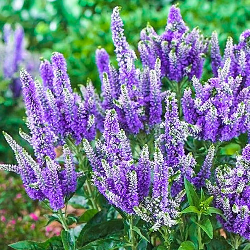 Baby Bloomer Blue Veronica (Speedwell) – Southern Idaho Landscape Center