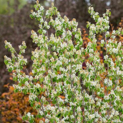 Standing Ovation Serviceberry – Southern Idaho Landscape Center