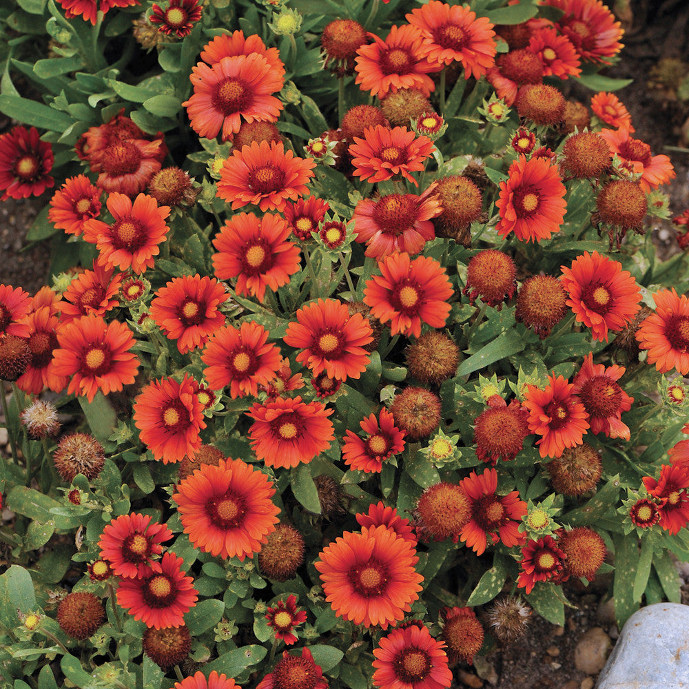 Mesa Red Gaillardia (Blanket Flower) – Southern Idaho Landscape Center