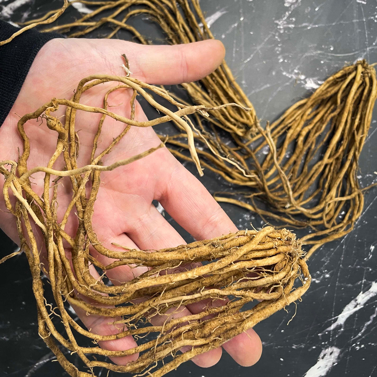 Asparagus Root - Purple Passion - PER Root – Southern Idaho Landscape ...