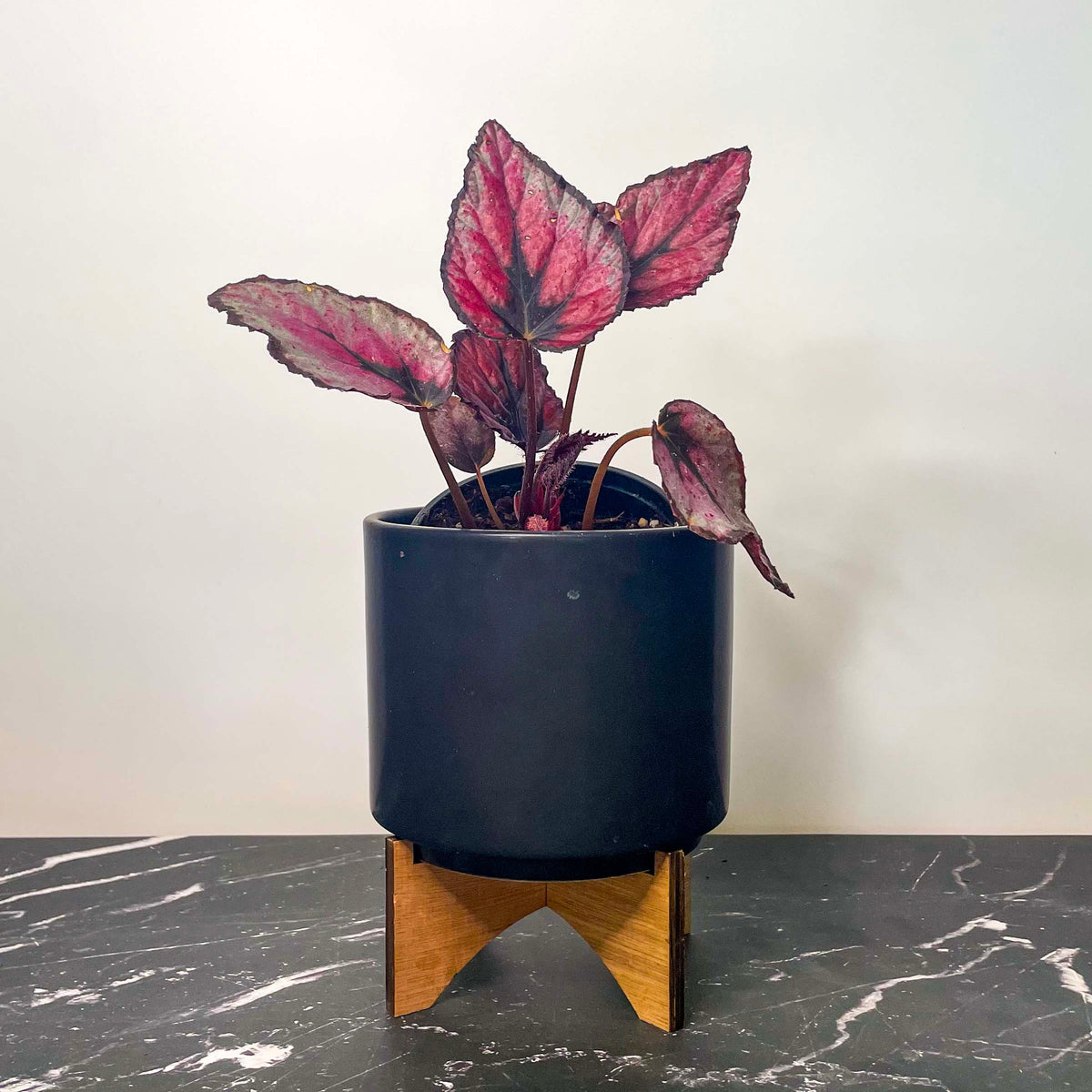 Begonia 'Red Tango' – Southern Idaho Landscape Center