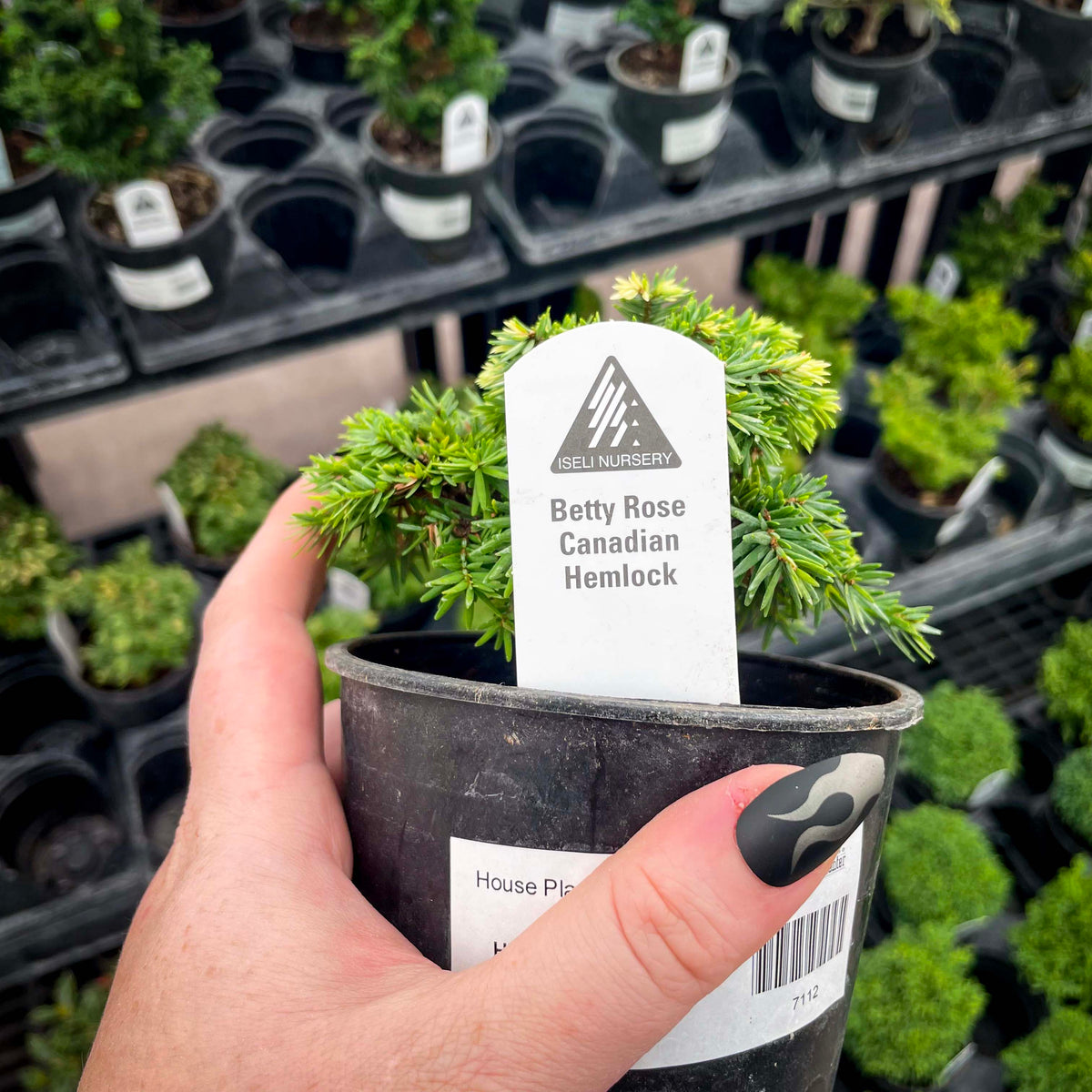 Betty Rose Canadian Hemlock - Live Bonsai Starter, 4” Grower’s Pot ...