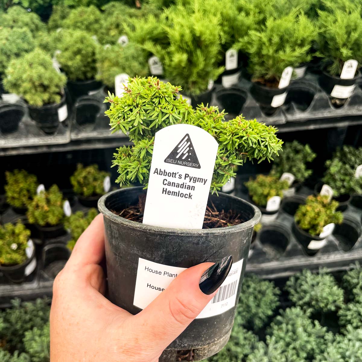 Abbott’s Pygmy Canadian Hemlock - Live Bonsai Starter, 4” Grower’s Pot ...