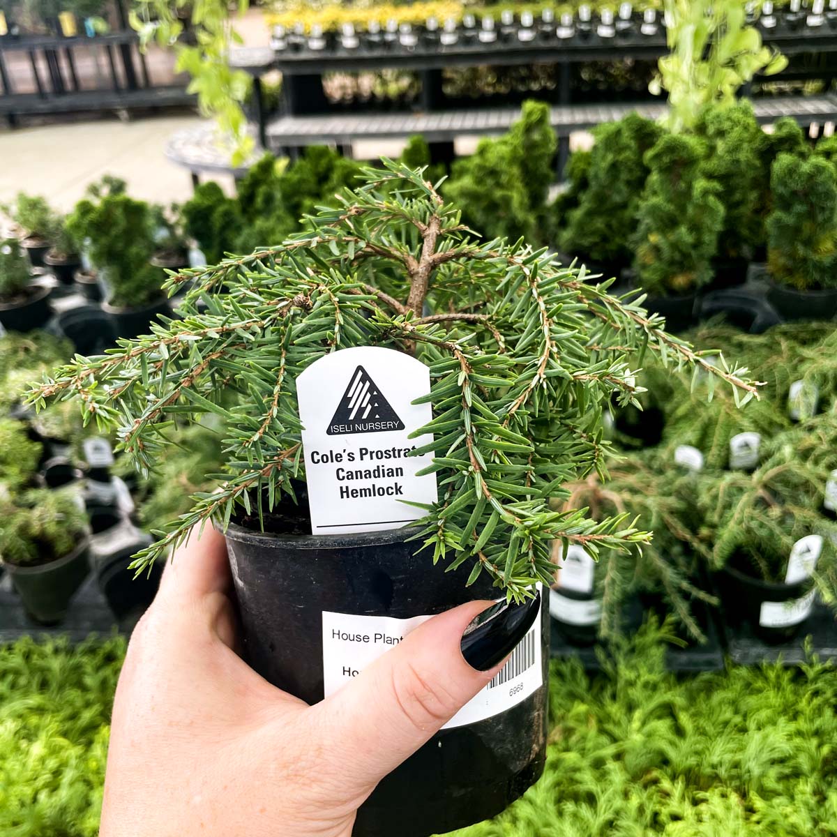 Cole’s Prostrate Canadian Hemlock, Bonsai Starter Plant – Southern ...