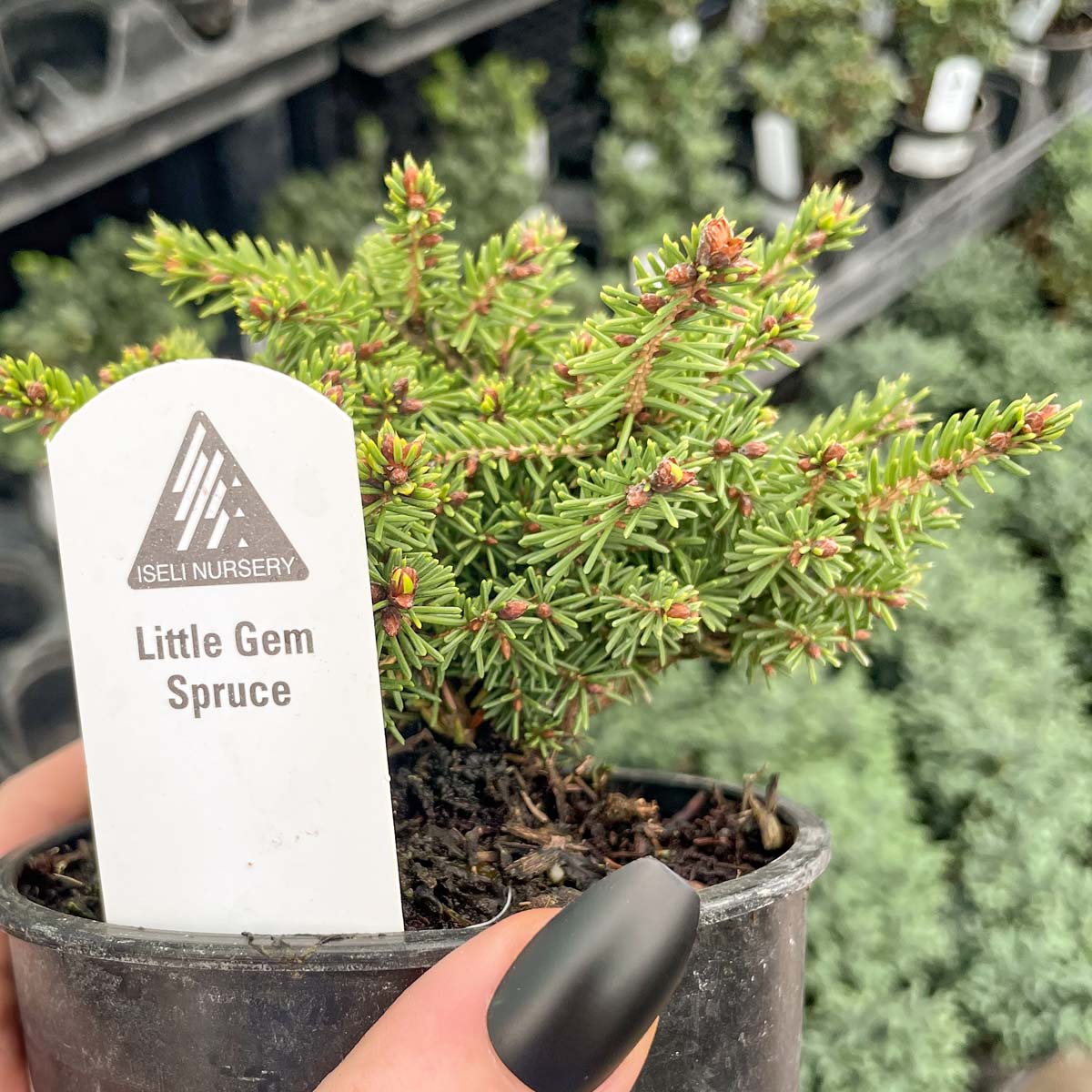 Little Gem Norway Spruce - Live Bonsai Starter, 4” Grower’s Pot ...