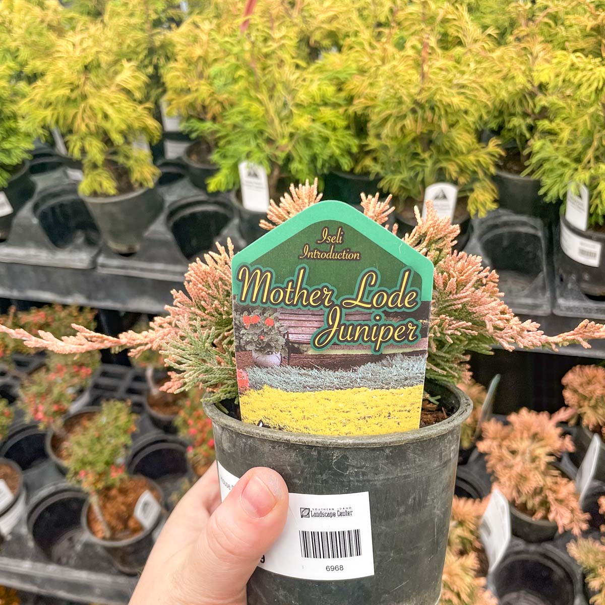Mother Lode Juniper - Live Bonsai Starter, 4” Grower’s Pot – Southern ...