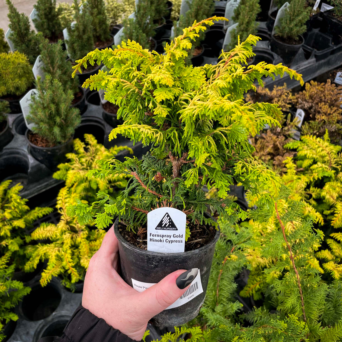 Fernspray Gold Hinoki Cypress - Live Bonsai Starter, 4” Grower’s Pot ...