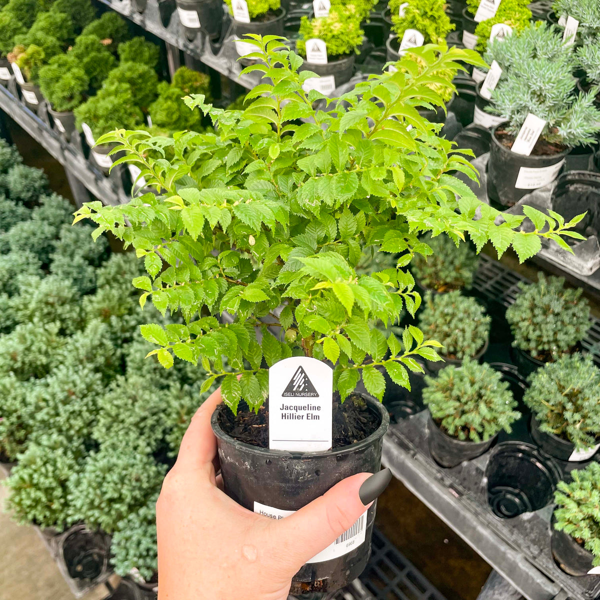 Jacqueline Hillier Elm - Live Bonsai Starter, 4” Grower’s Pot ...