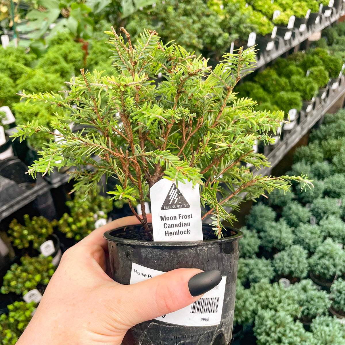 Moon Frost Canadian Hemlock - Live Bonsai Starter, 4” Grower’s Pot ...