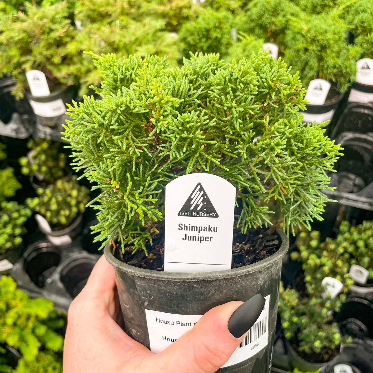 Shimpaku Juniper – Southern Idaho Landscape Center