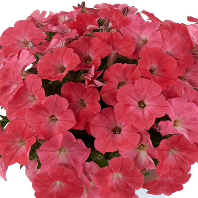 Capella Coral Petunia – Southern Idaho Landscape Center