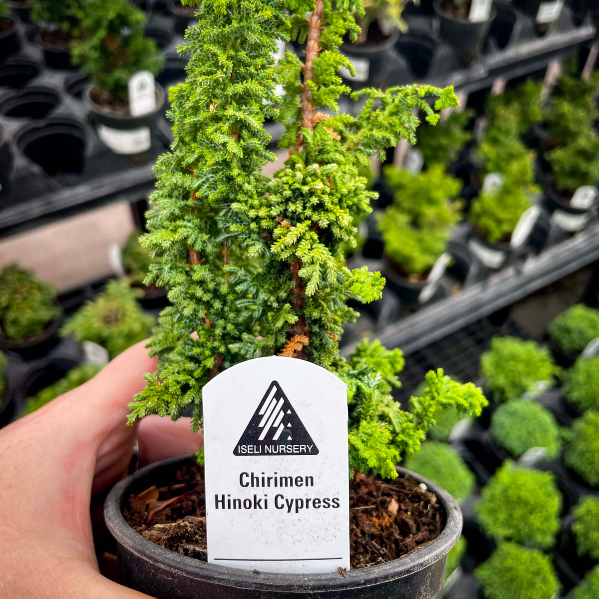 Chirimen Hinoki Cypress- Live Bonsai Starter, 4” Grower’s Pot – Southern Idaho Landscape Center