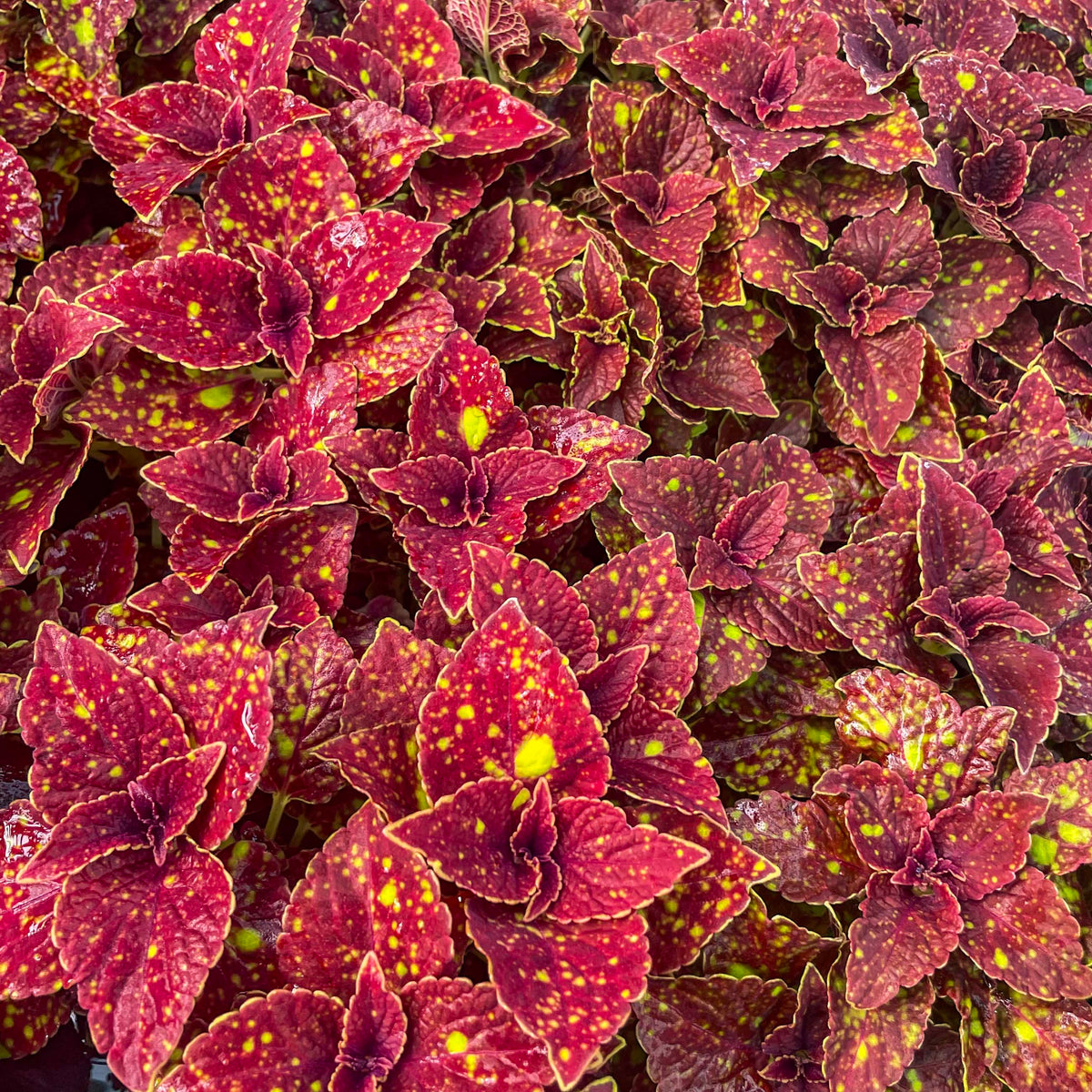 Talavera Moondust Coleus – Southern Idaho Landscape Center