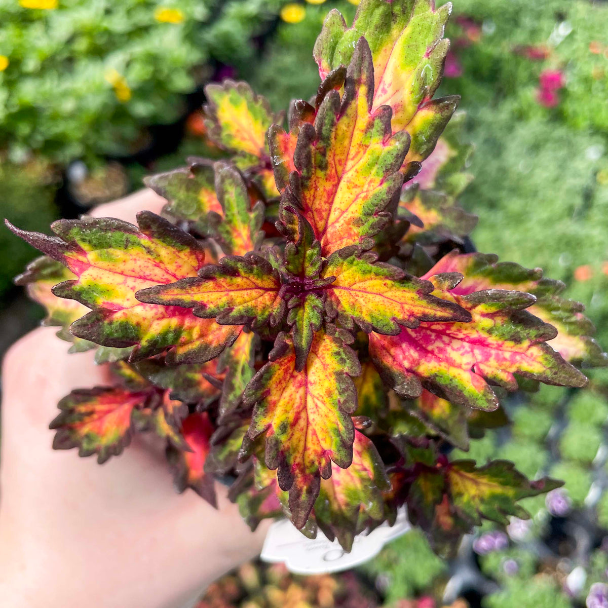 Down Town Miami Magic Coleus – Southern Idaho Landscape Center