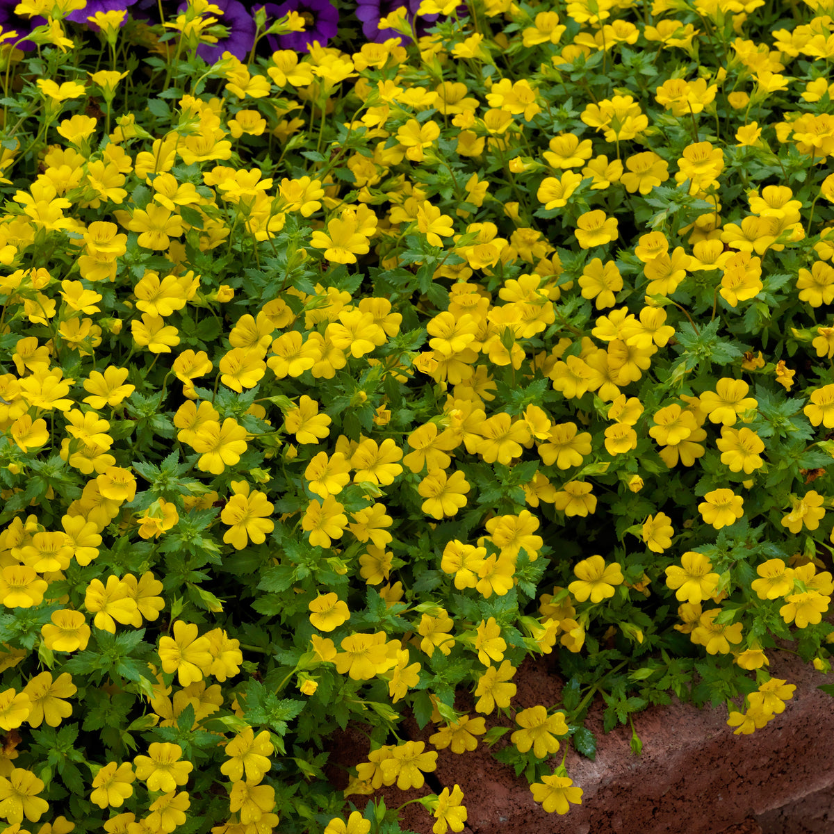 Magic Carpet Mecardonia – Southern Idaho Landscape Center