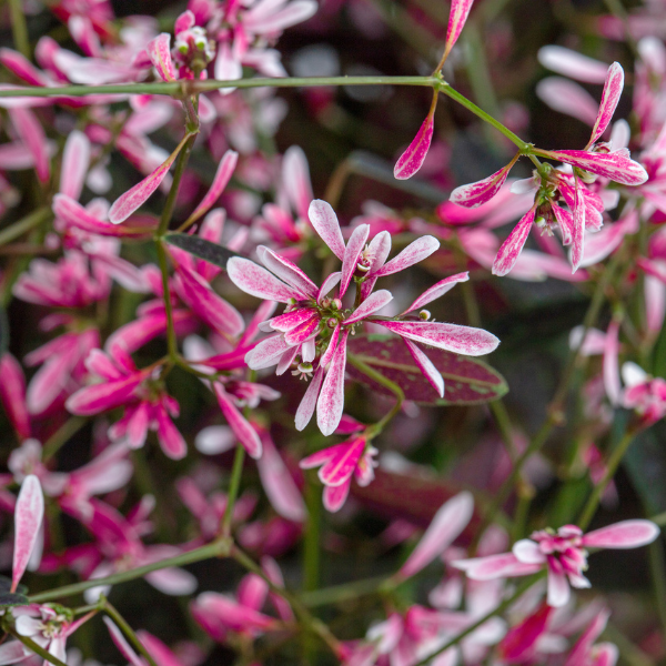 Euphoric Starblast Pink Euphorbia – Southern Idaho Landscape Center