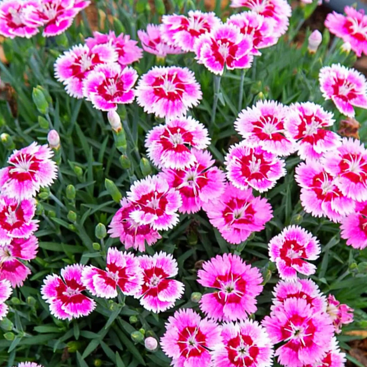 Everbloom Plum Glory Dianthus (Pinks / Carnations) – Southern Idaho ...